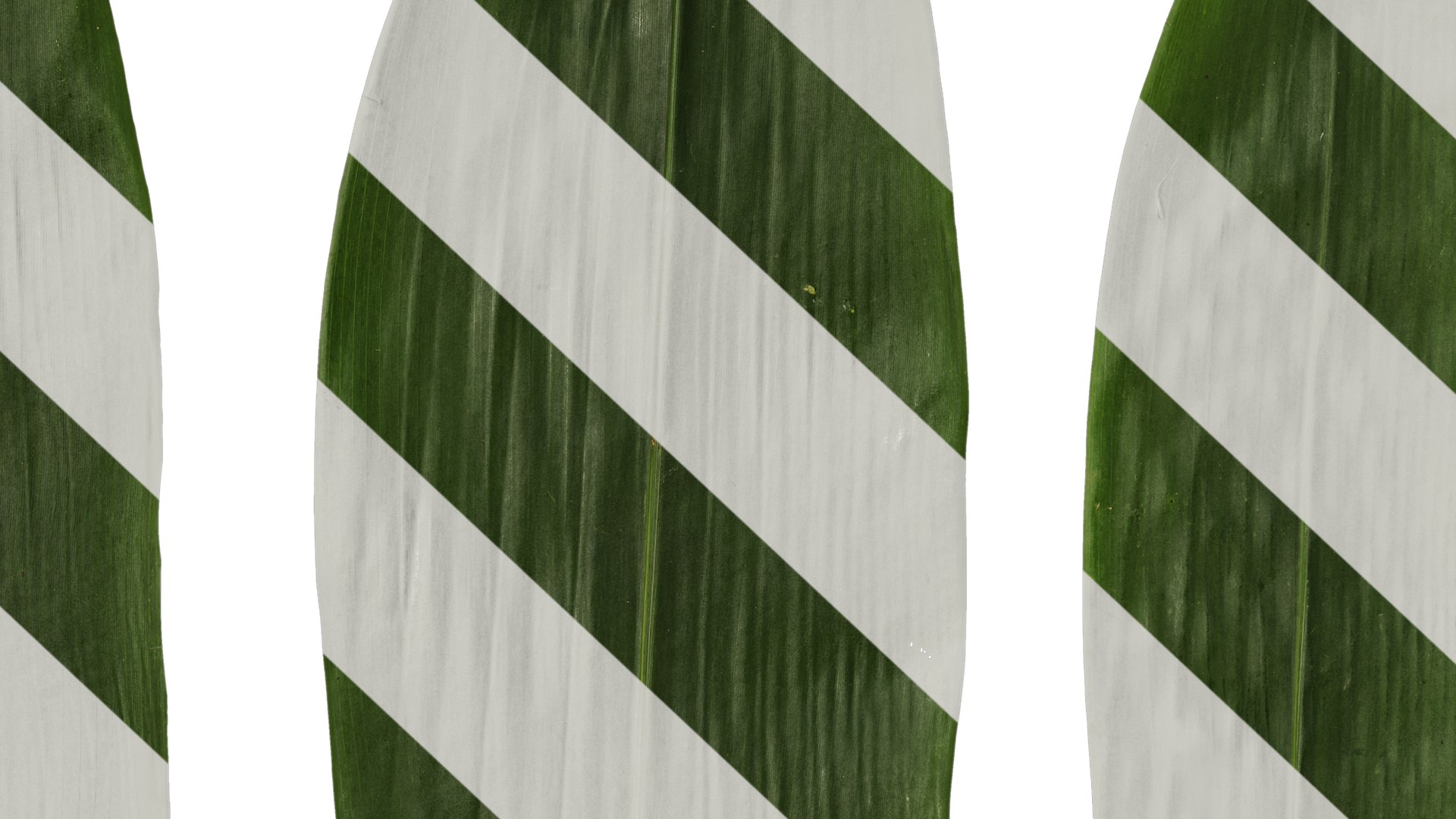 Anydrafts Sasa Pygmaea Leaf 02 Textures 3D - TurboSquid 2345483