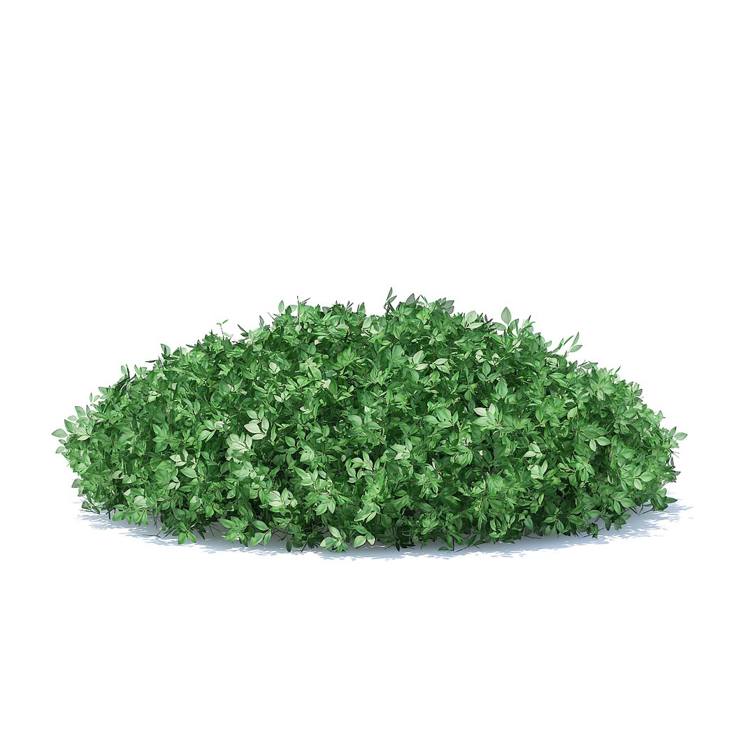 3D Model Short Hedge - TurboSquid 1220809