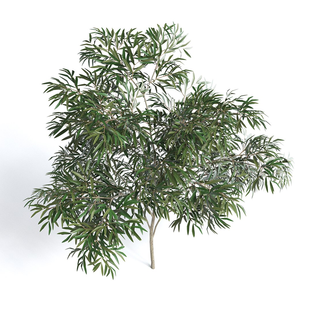 Olive Tree IV 3D model - TurboSquid 1976736