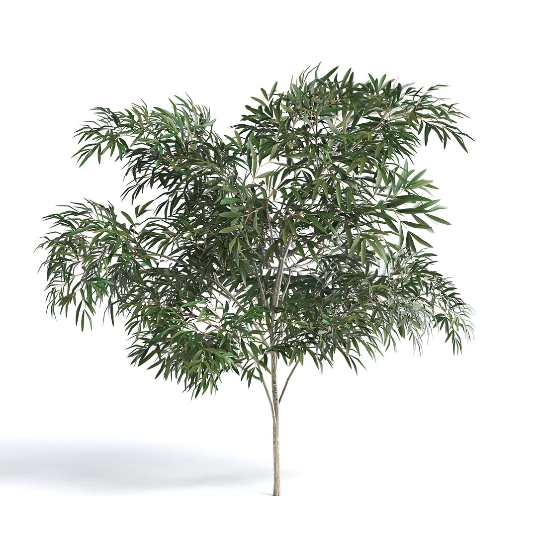 Olive Tree IV 3D model - TurboSquid 1976736