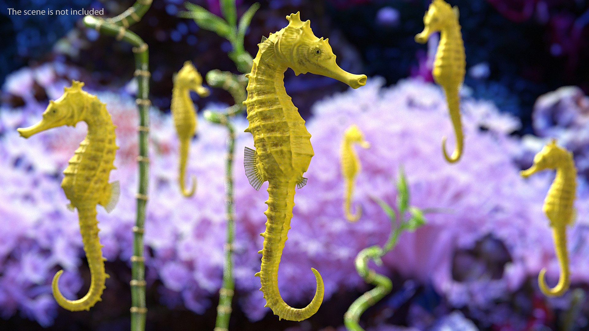 3D Slender Seahorse Hippocampus Reidi - TurboSquid 1547499