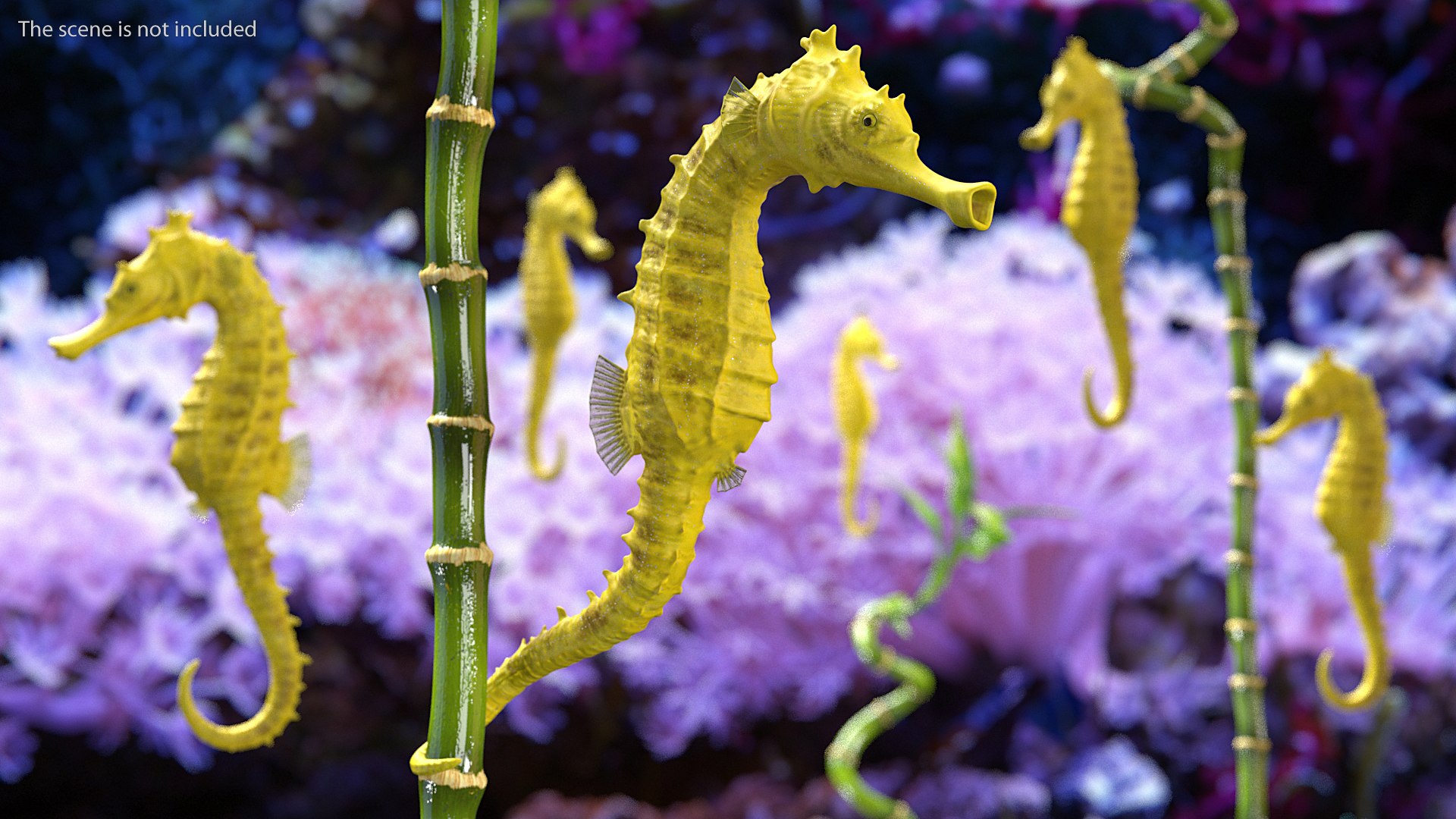 3D Slender Seahorse Hippocampus Reidi - TurboSquid 1547499