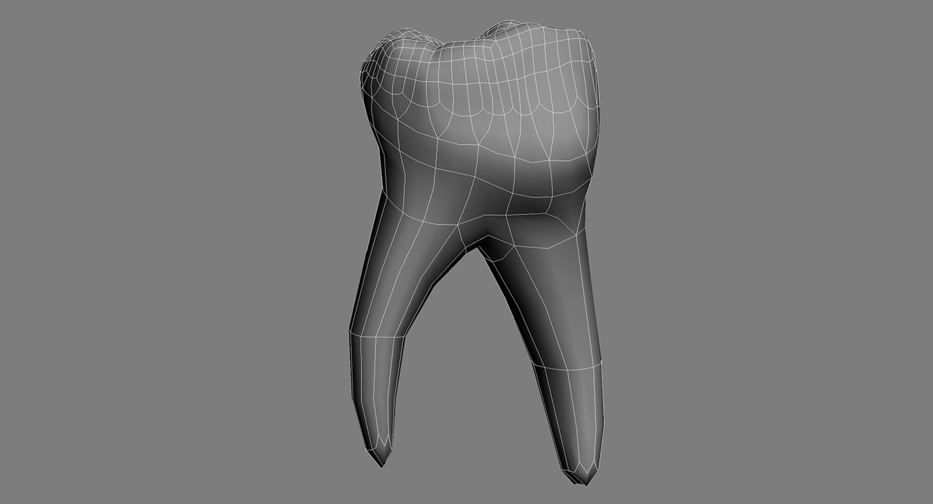 Primary Molar Lower 3d Max