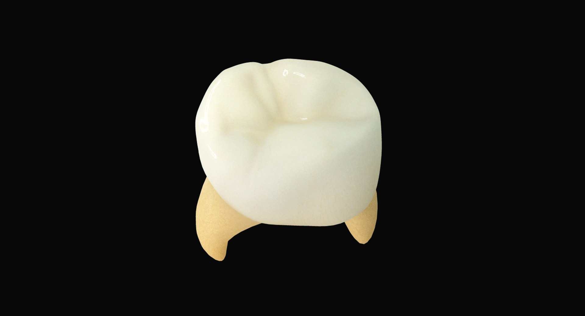Primary Molar Lower 3d Max
