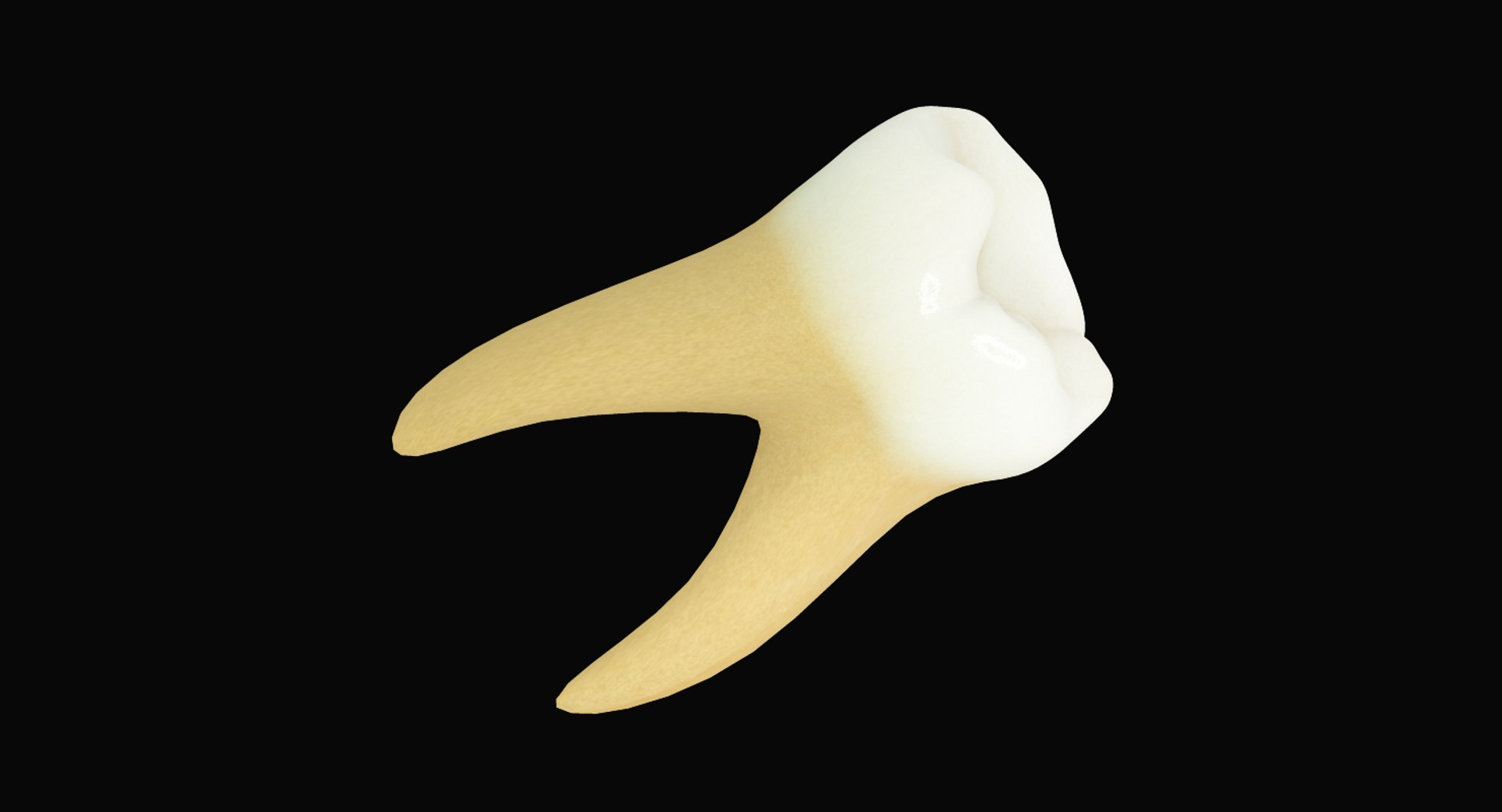 Primary Molar Lower 3d Max