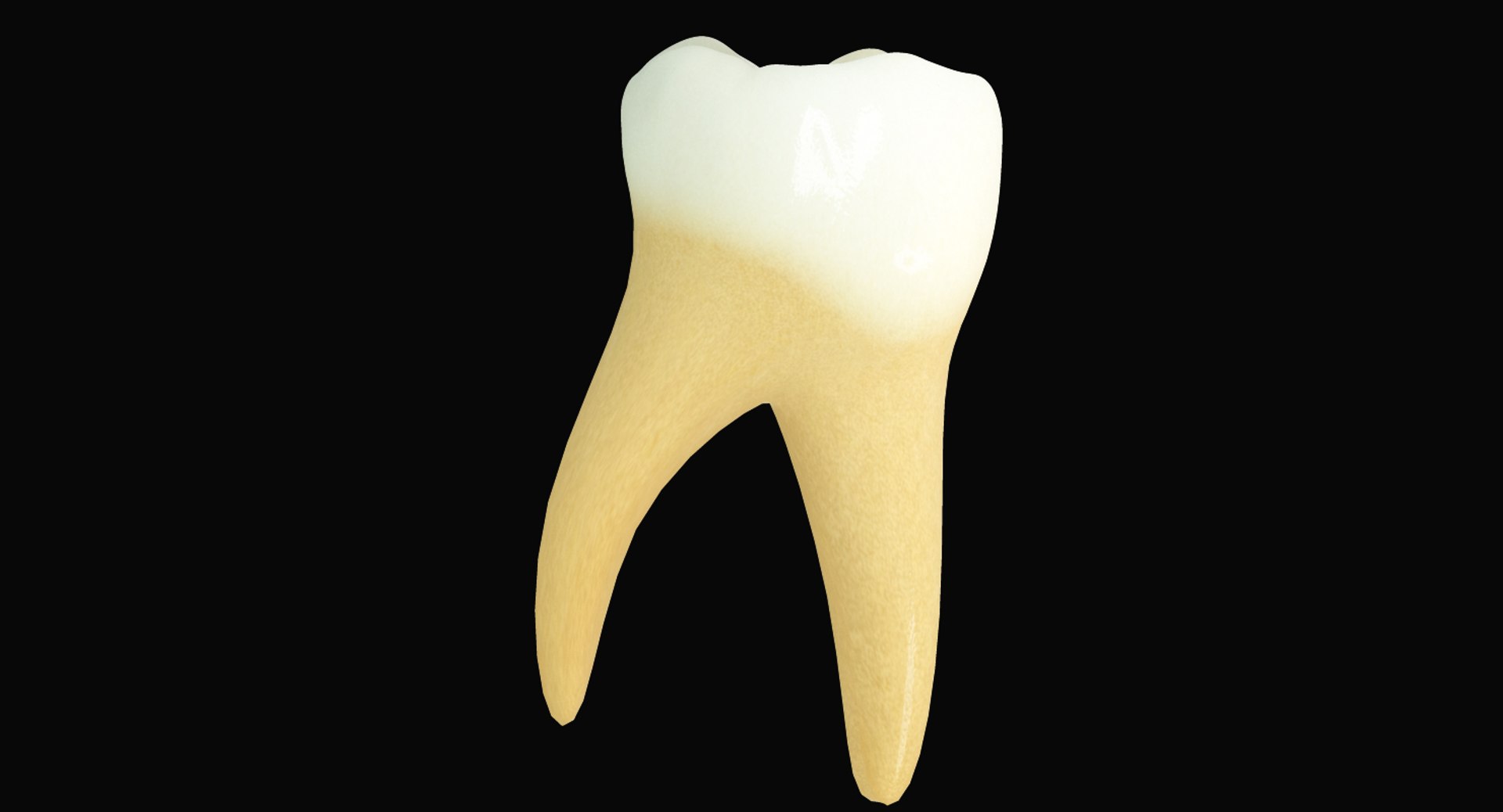 Primary Molar Lower 3d Max