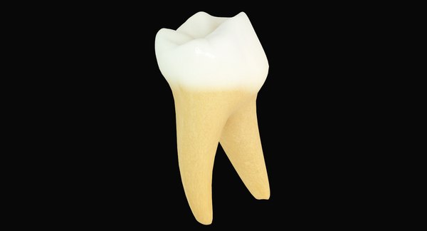 modelo 3d Primer Molar Primario Inferior - TurboSquid 952260