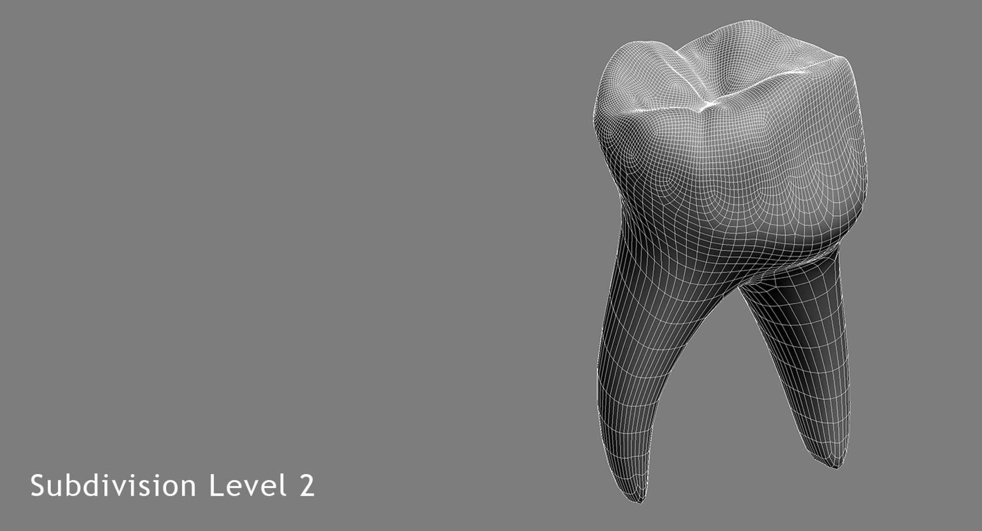 Primary Molar Lower 3d Max