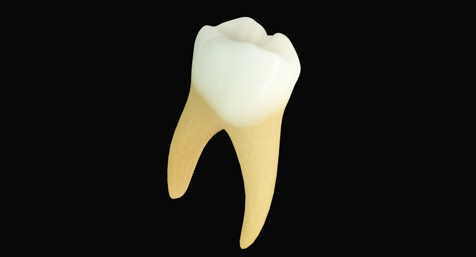Primary Molar Lower 3d Max
