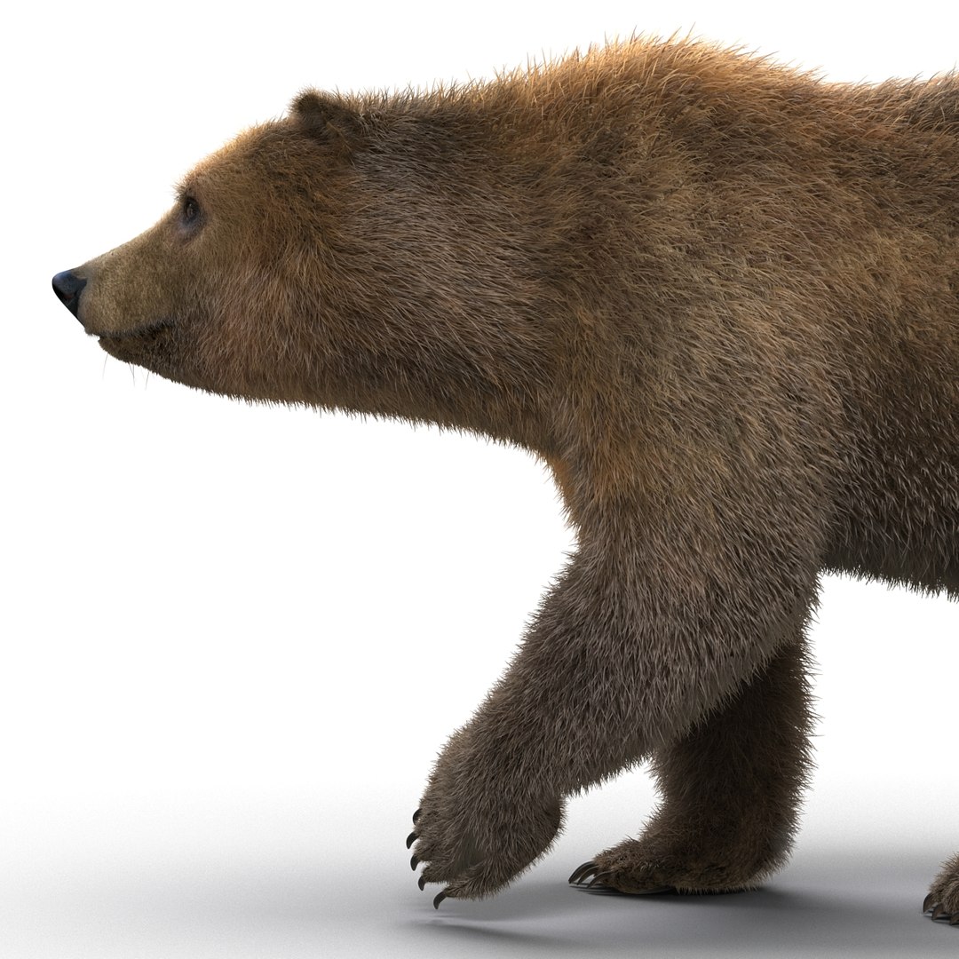 Brown Bear Fur Pose 3d Model