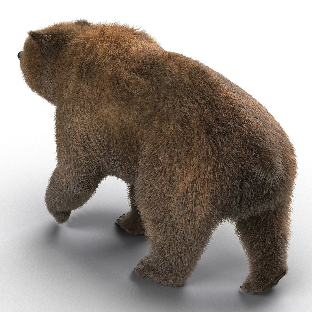 Brown Bear Fur Pose 3d Model