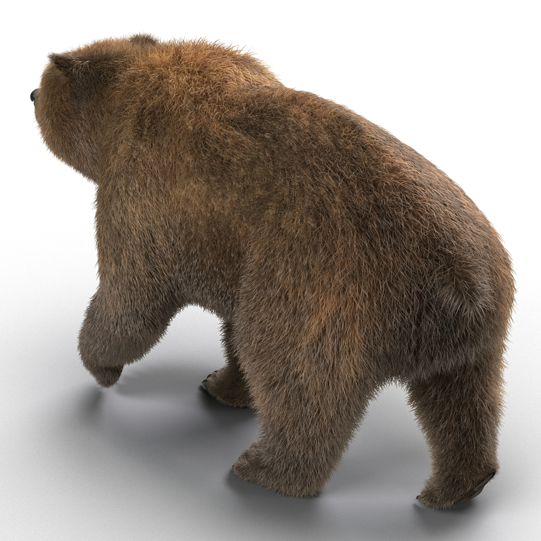 brown bear fur pose 3d model