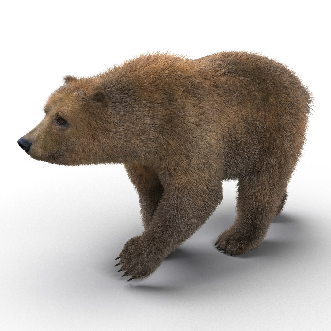 Brown Bear Fur Pose 3d Model