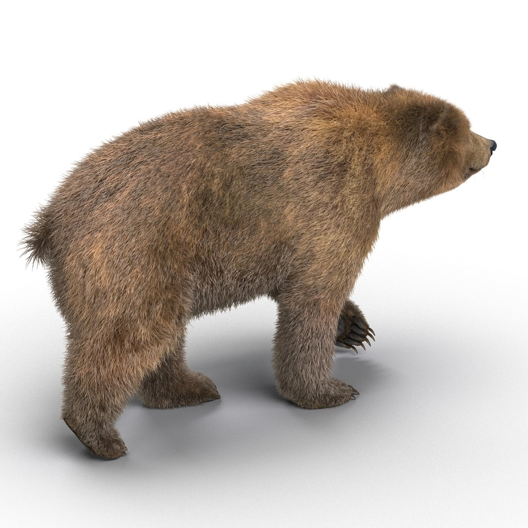 Brown Bear Fur Pose 3d Model