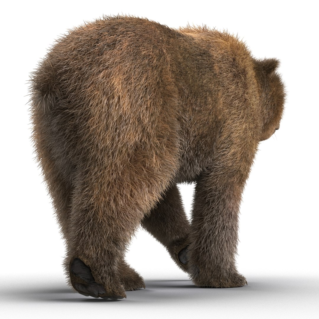 Brown Bear Fur Pose 3d Model