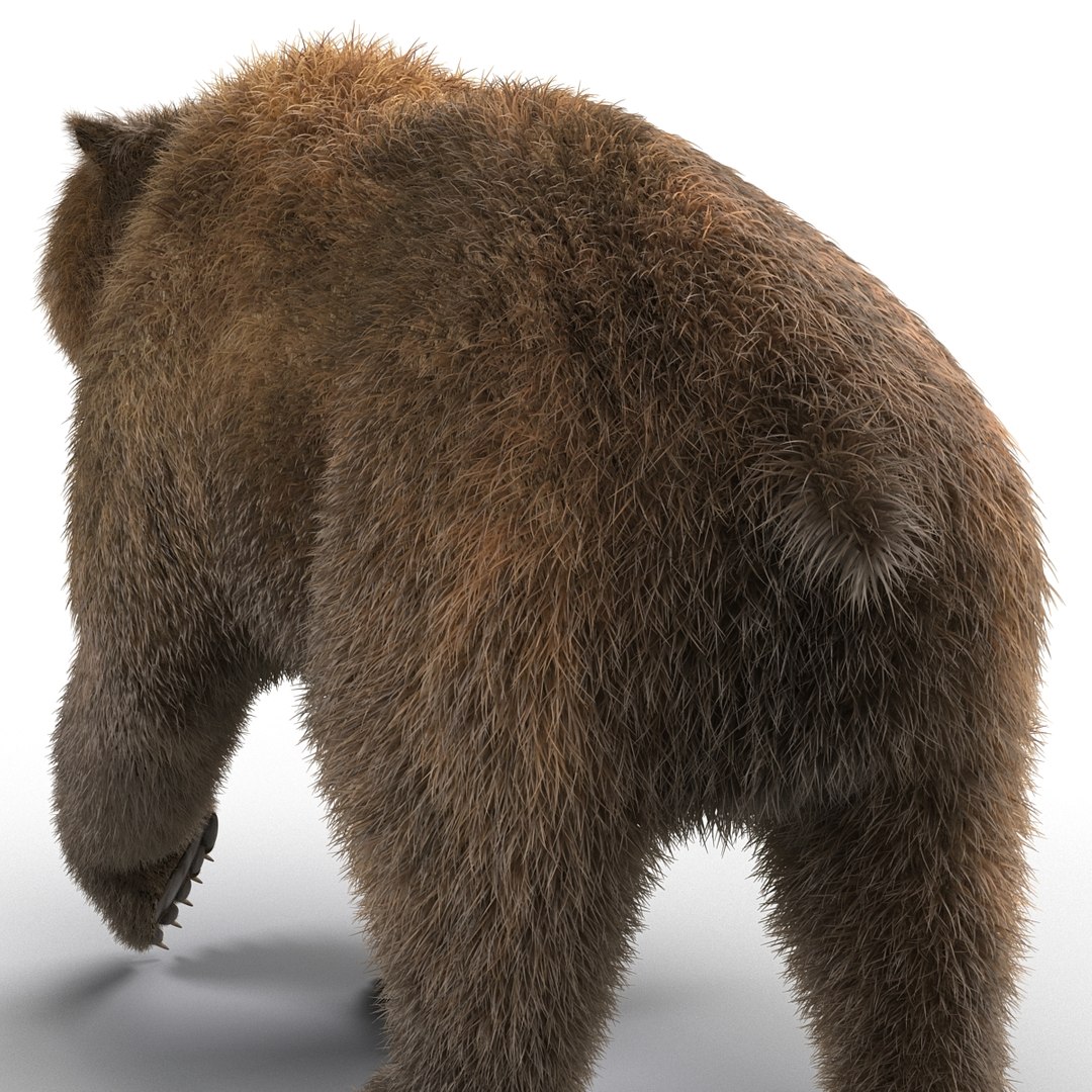 Brown Bear Fur Pose 3d Model