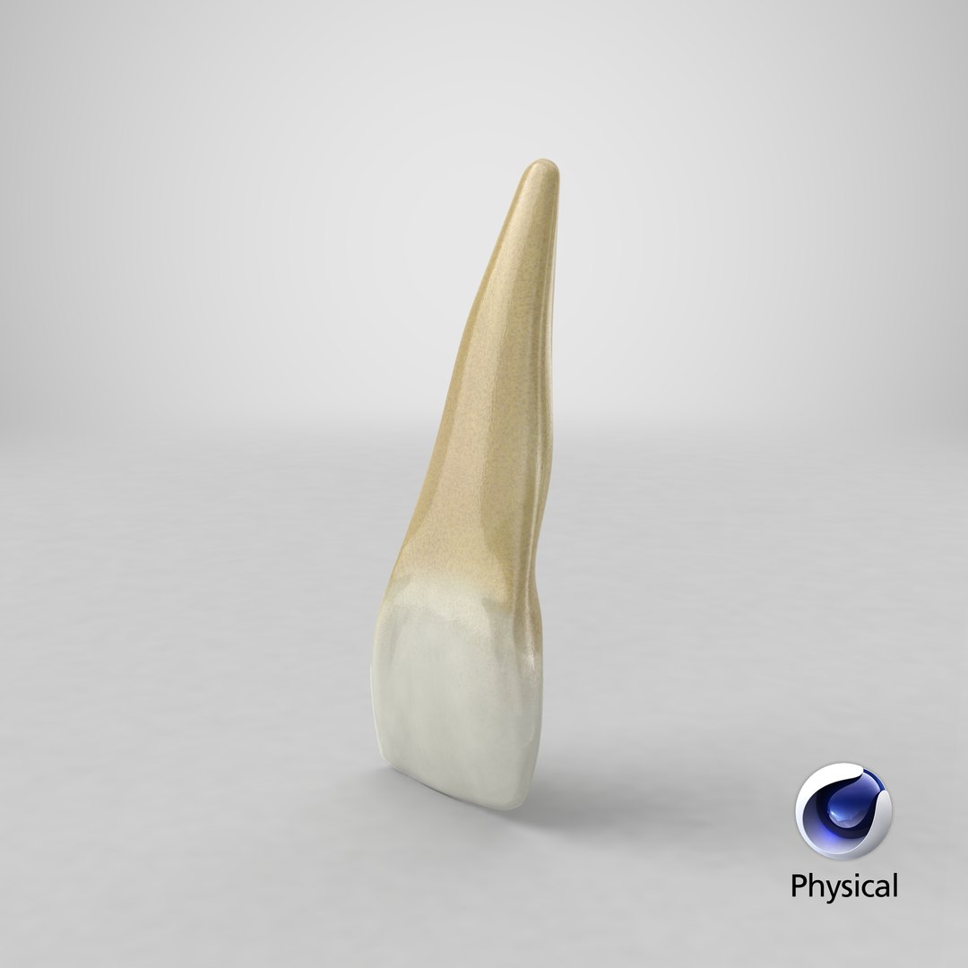 Human upper central incisor 3D - TurboSquid 1510796