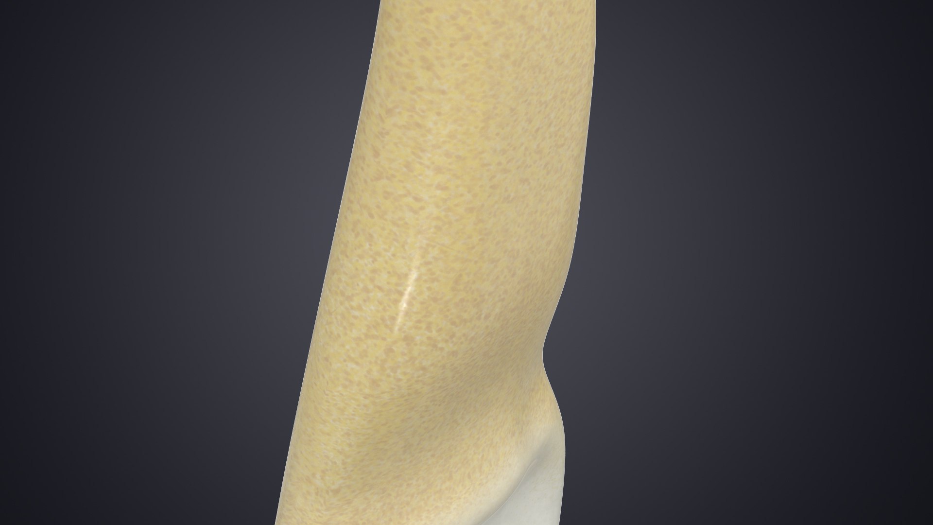 Human upper central incisor 3D - TurboSquid 1510796