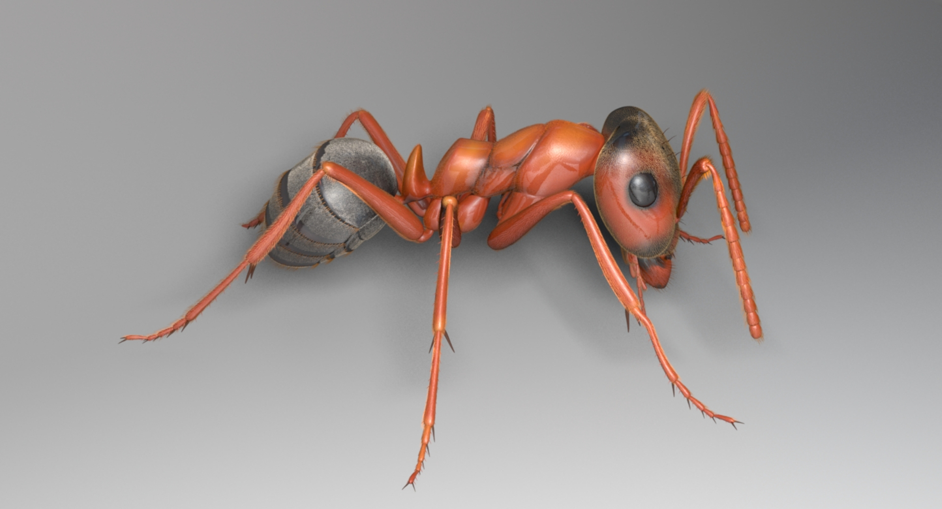 Photorealistic ant rigged 3D model - TurboSquid 1216544