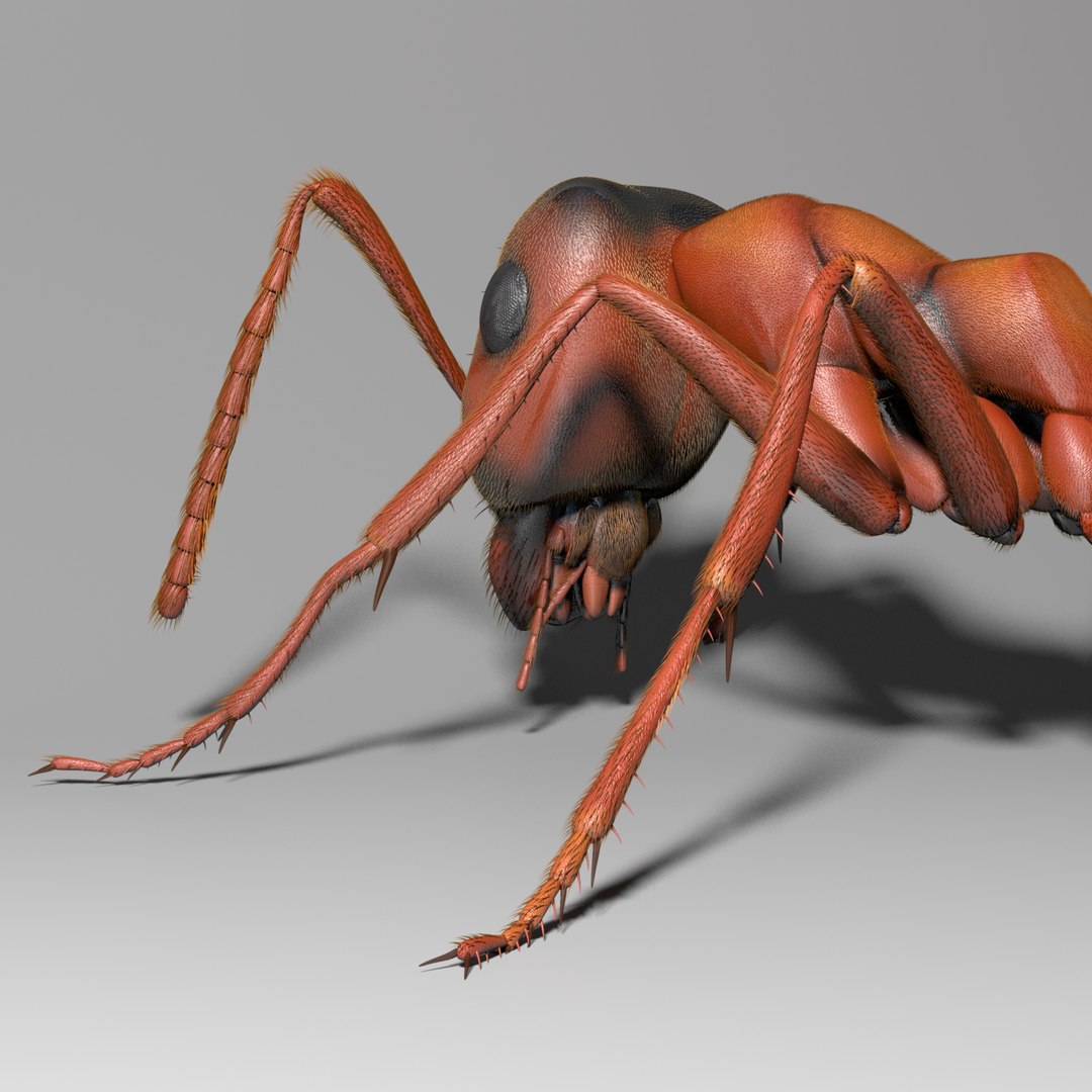 Photorealistic Ant Rigged 3D Model - TurboSquid 1216544