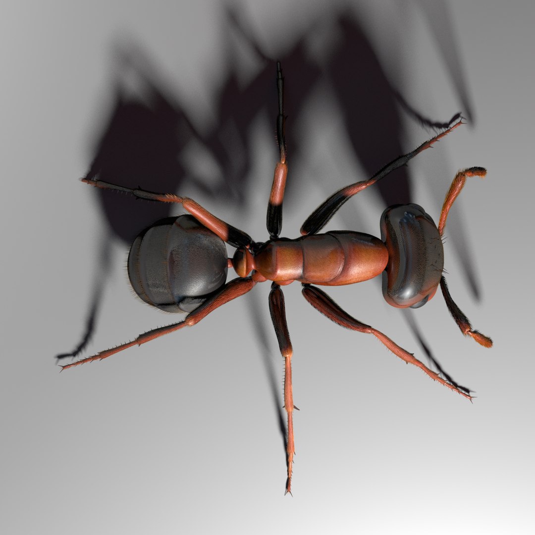 Photorealistic Ant Rigged 3D Model - TurboSquid 1216544
