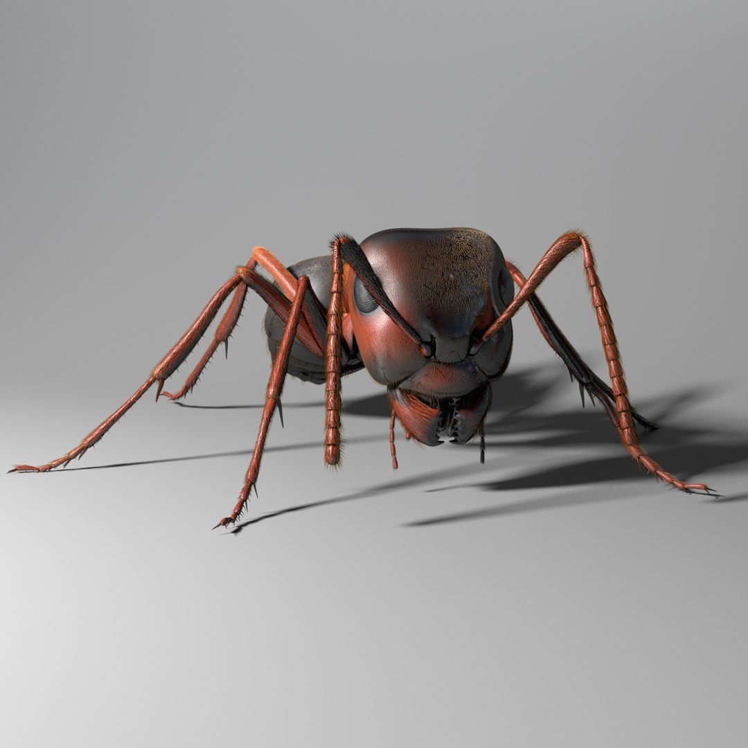 Photorealistic Ant Rigged 3D Model - TurboSquid 1216544