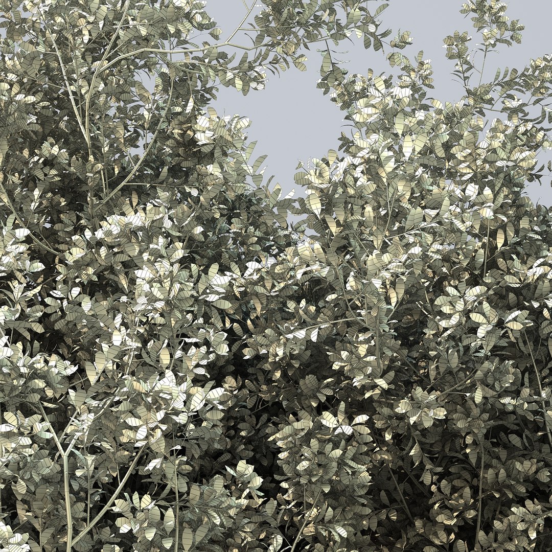 2 Tree 3D Model - TurboSquid 1174365