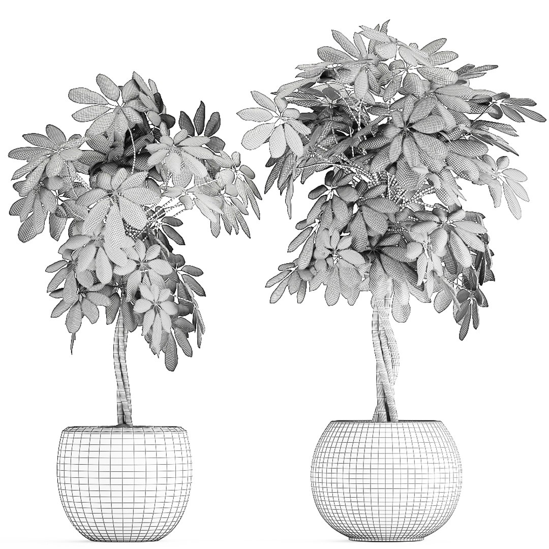 Decorative schefflera flowerpots pots 3D model - TurboSquid 1648638