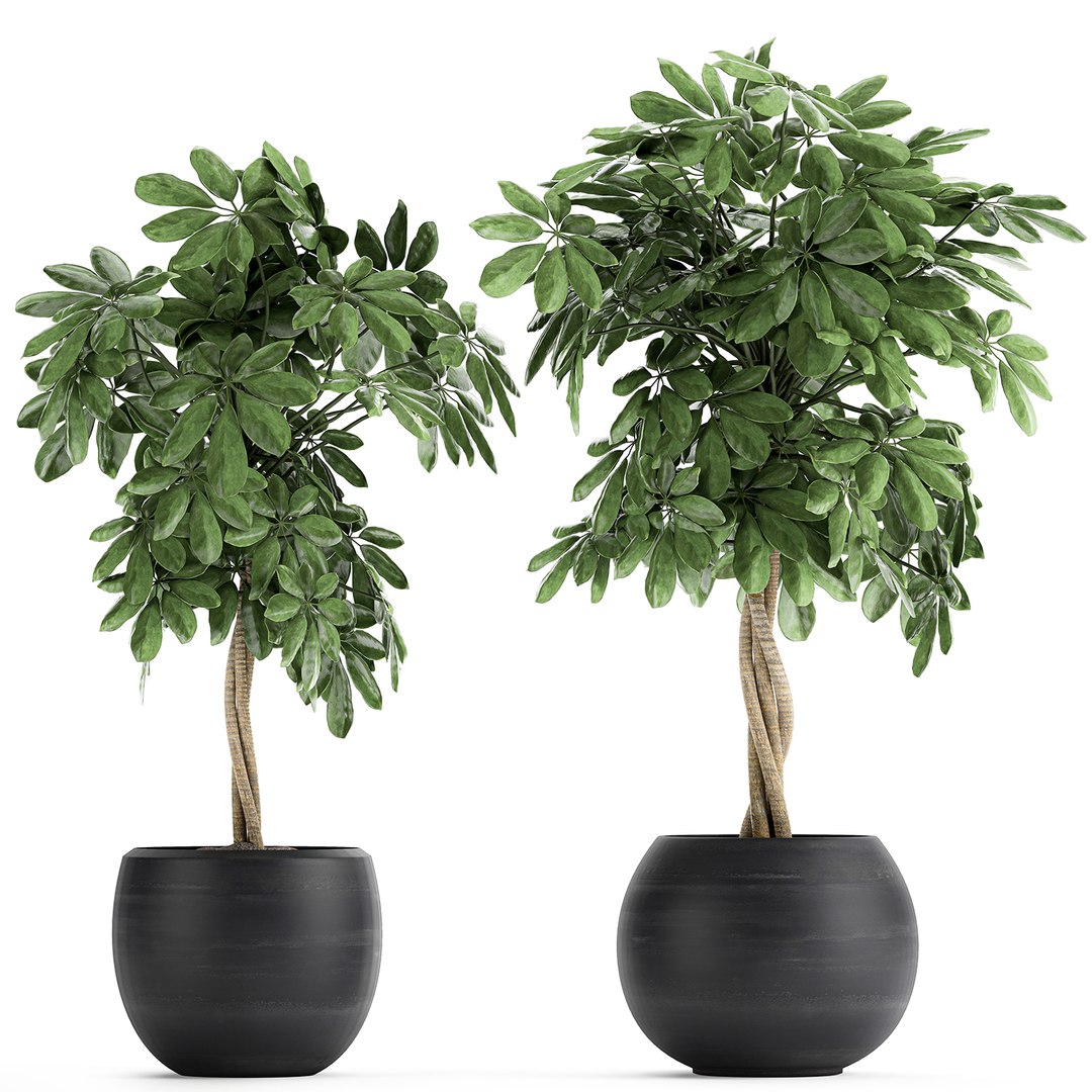 Decorative schefflera flowerpots pots 3D model - TurboSquid 1648638