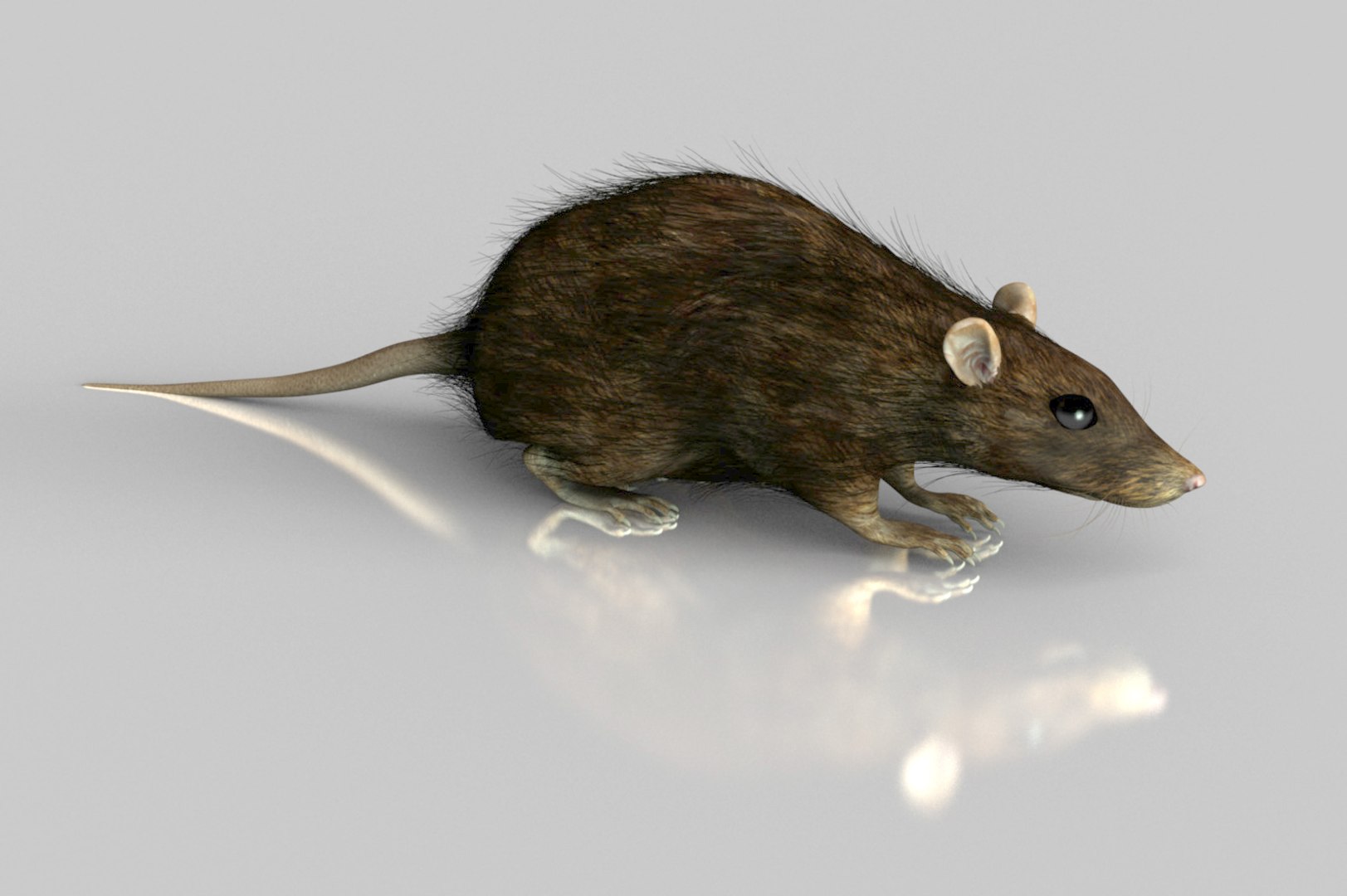 C4d Rigged Rat