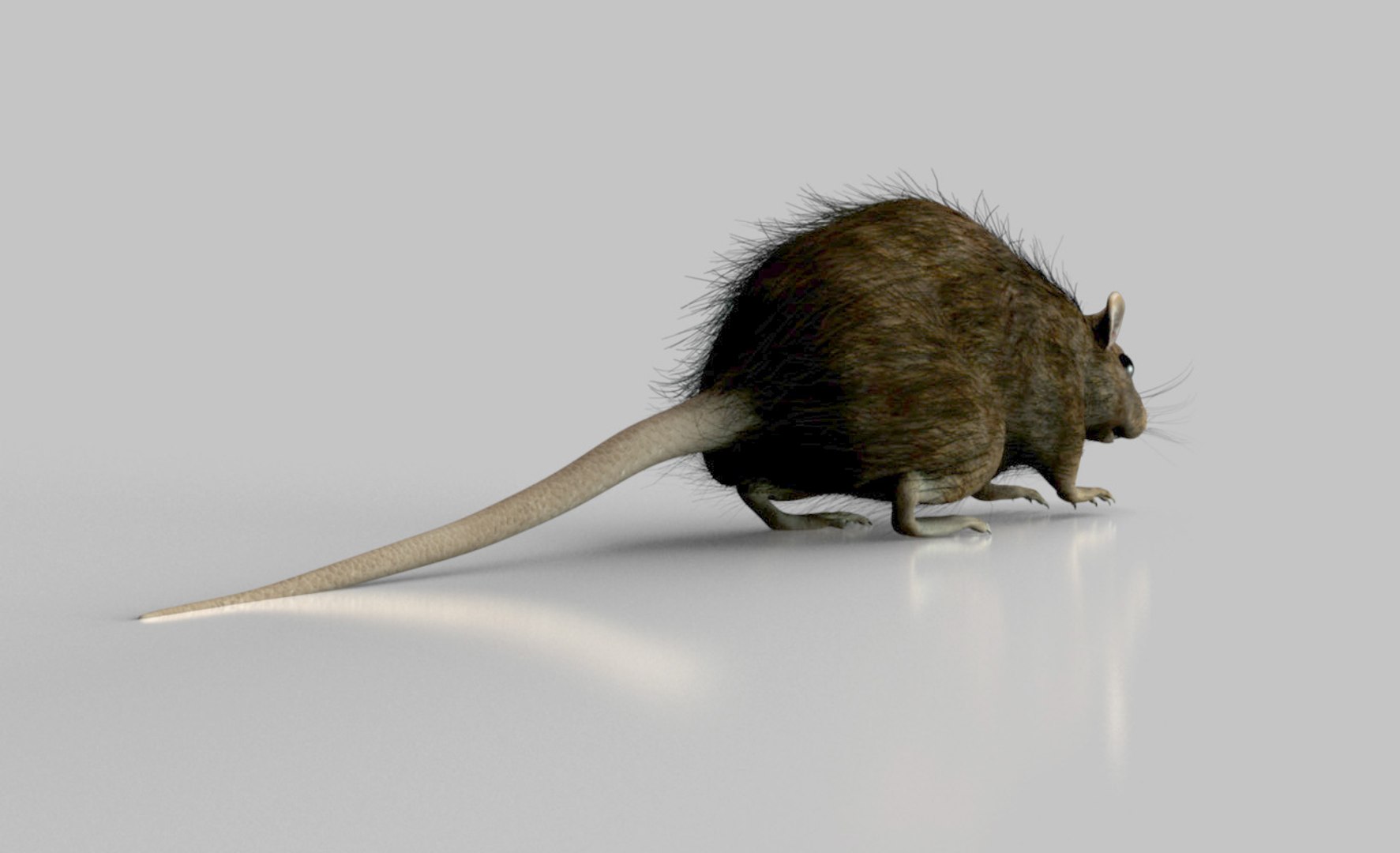 C4d Rigged Rat