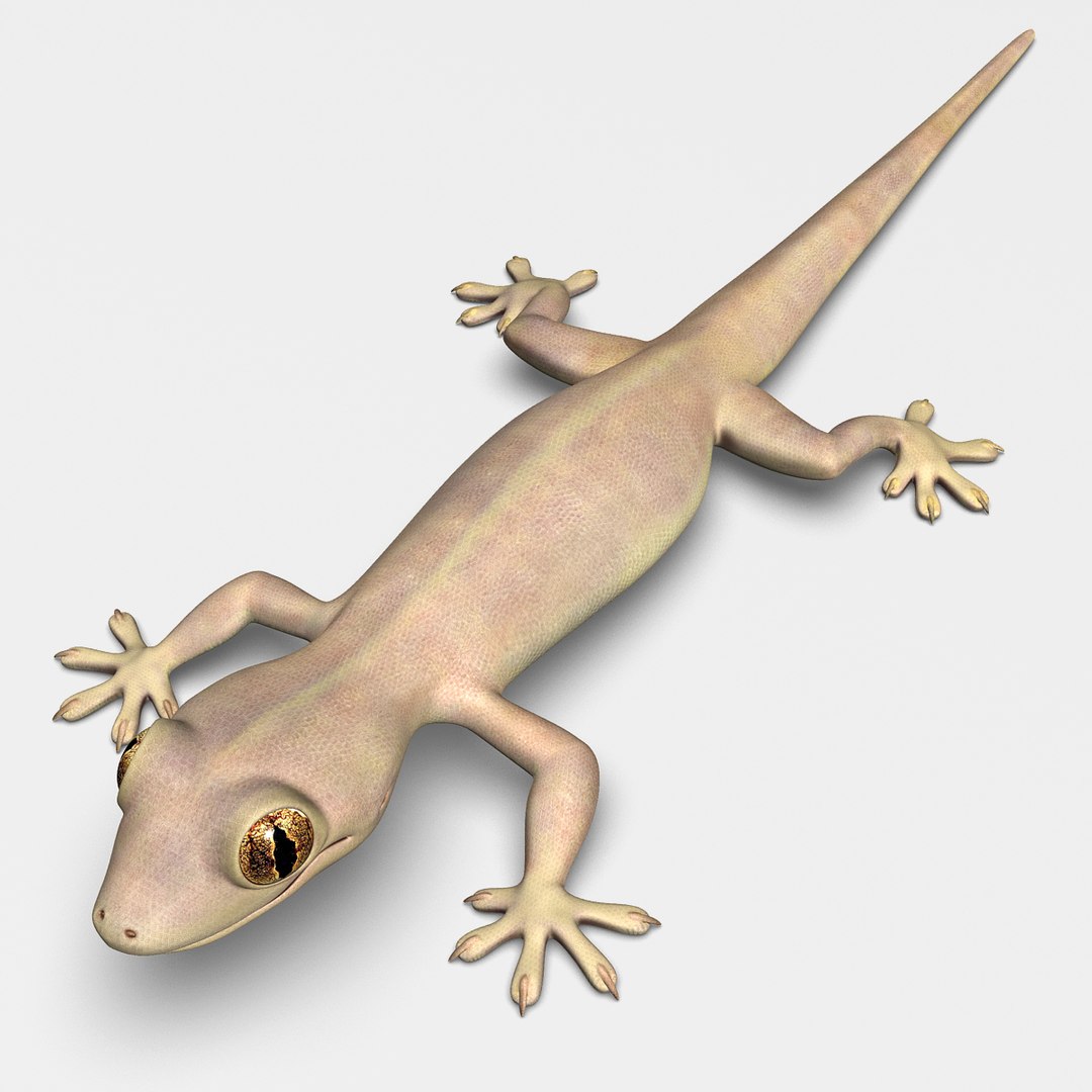 3d House Lizard Model