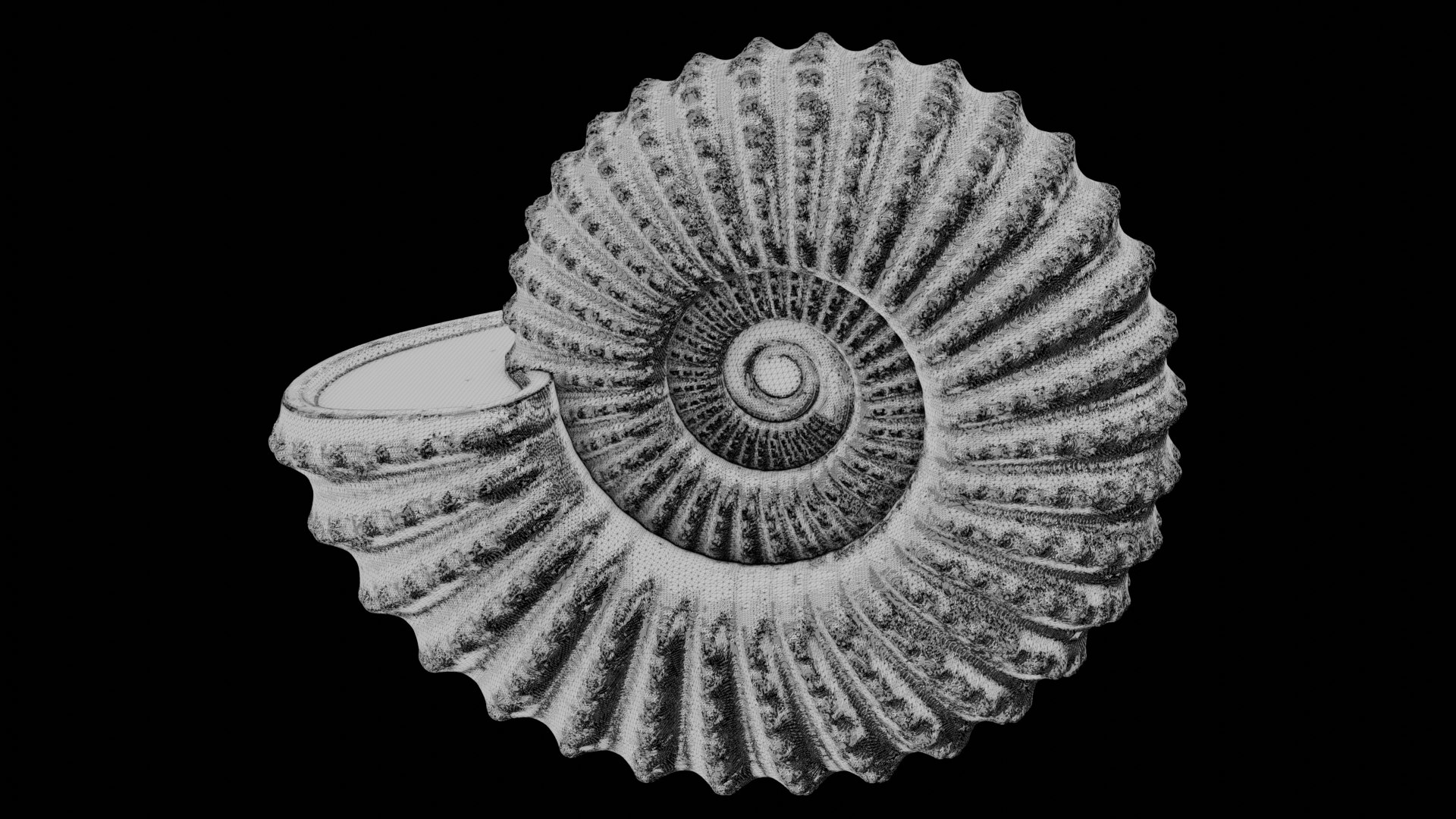 Ammonoid Shell With Nodes 3D - TurboSquid 2298111