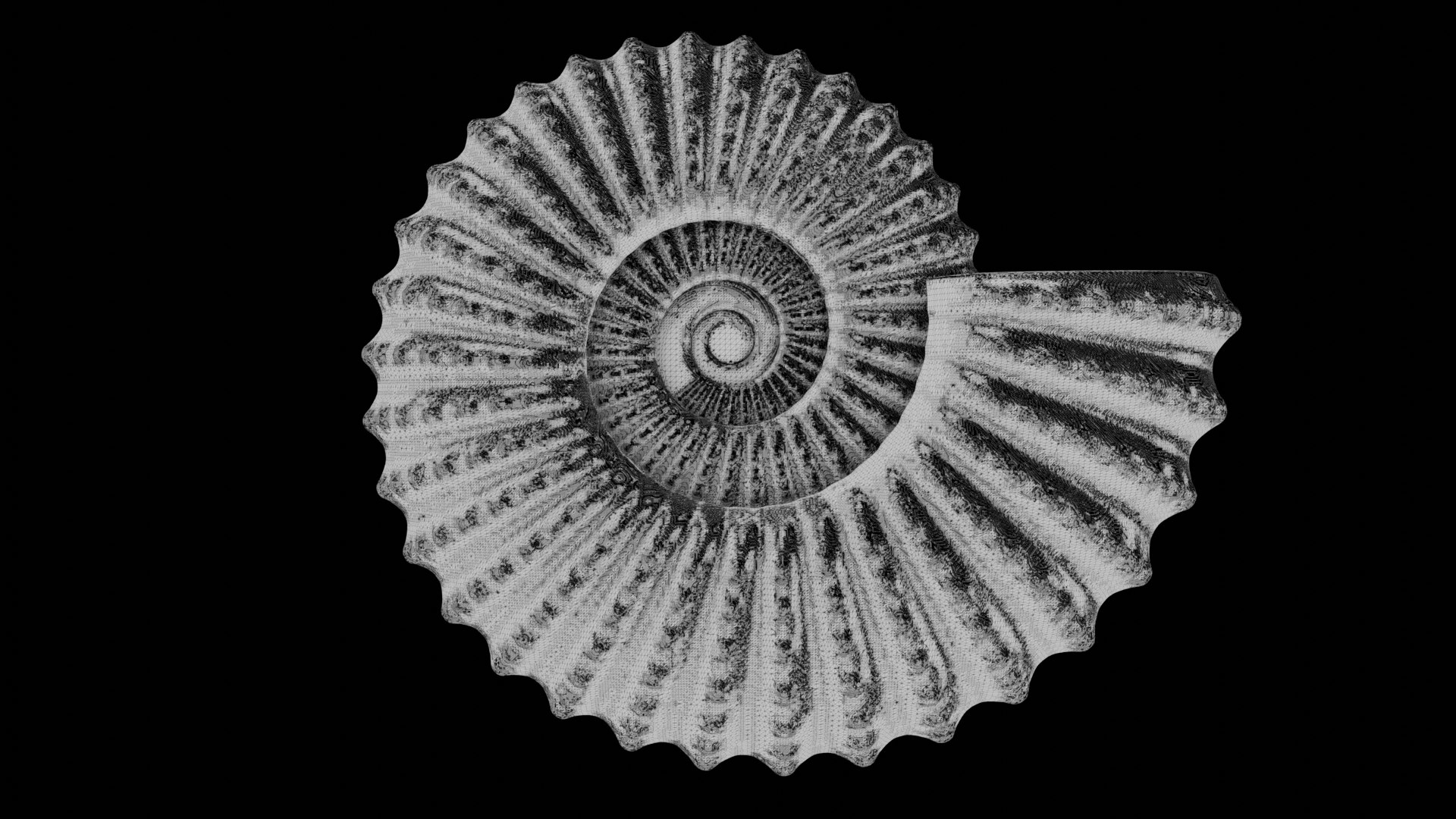 Ammonoid Shell With Nodes 3D - TurboSquid 2298111