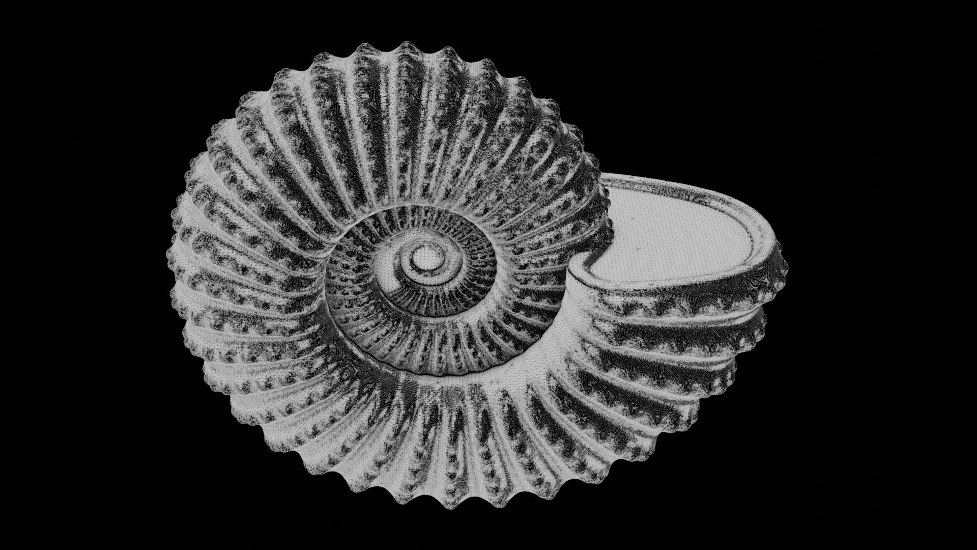 Ammonoid Shell With Nodes 3D - TurboSquid 2298111