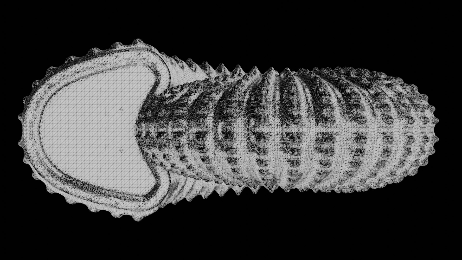 Ammonoid Shell With Nodes 3D - TurboSquid 2298111