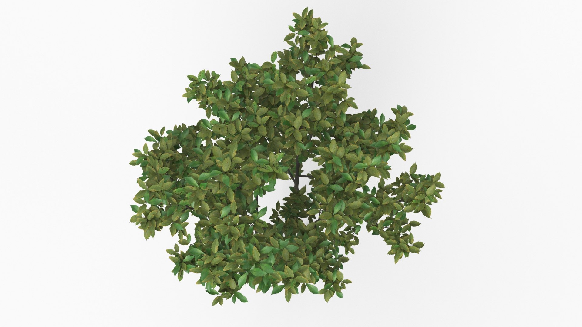 Tree Magnolia Liliflora B 3D Model - TurboSquid 2189406