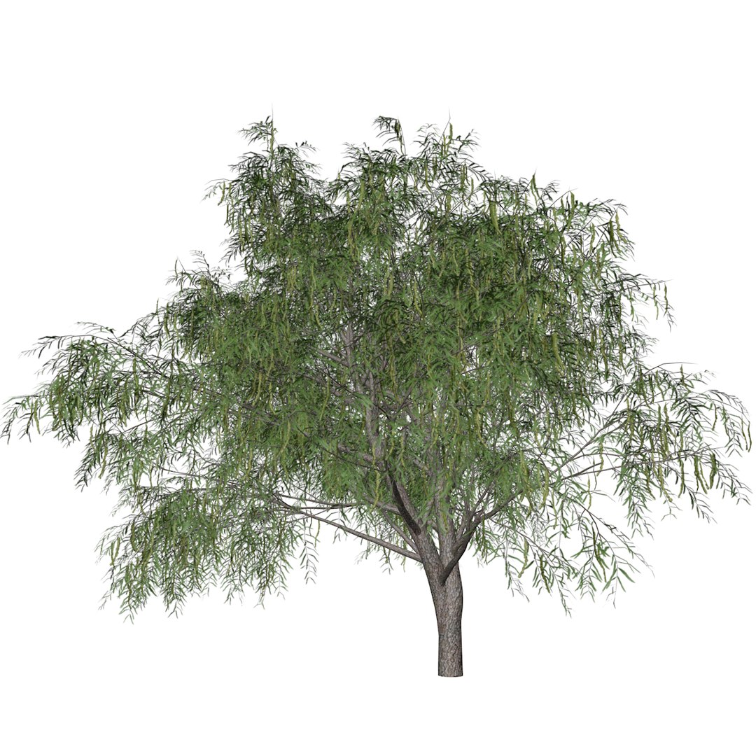 3D Honey Mesquite Tree - 06 - Model - TurboSquid 2376207