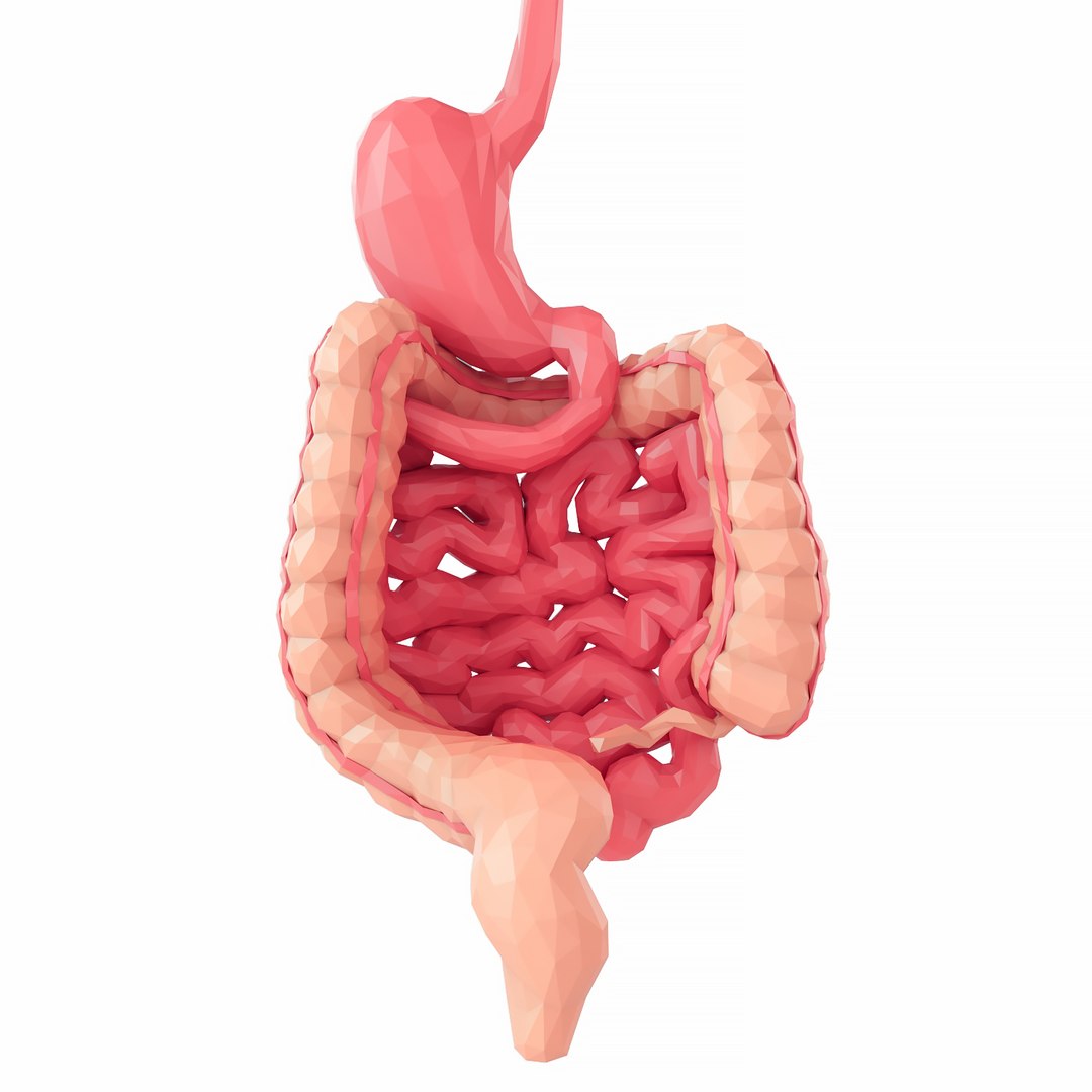 3D Intestines Stomach Model - TurboSquid 1257844