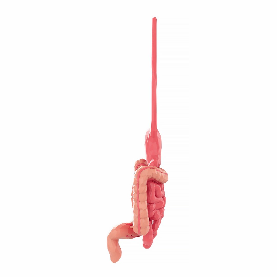 3D Intestines Stomach Model - TurboSquid 1257844