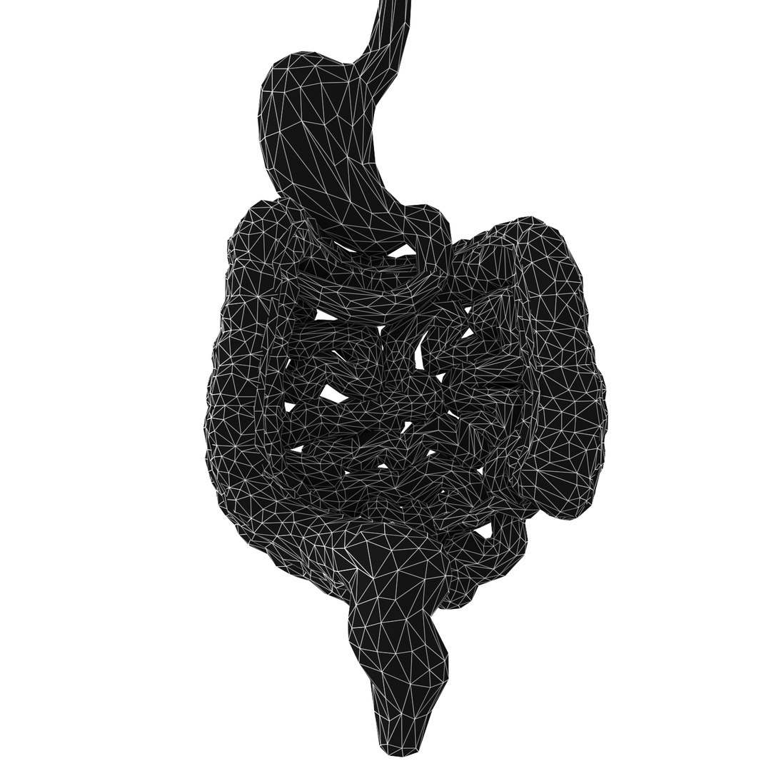 3D Intestines Stomach Model - TurboSquid 1257844
