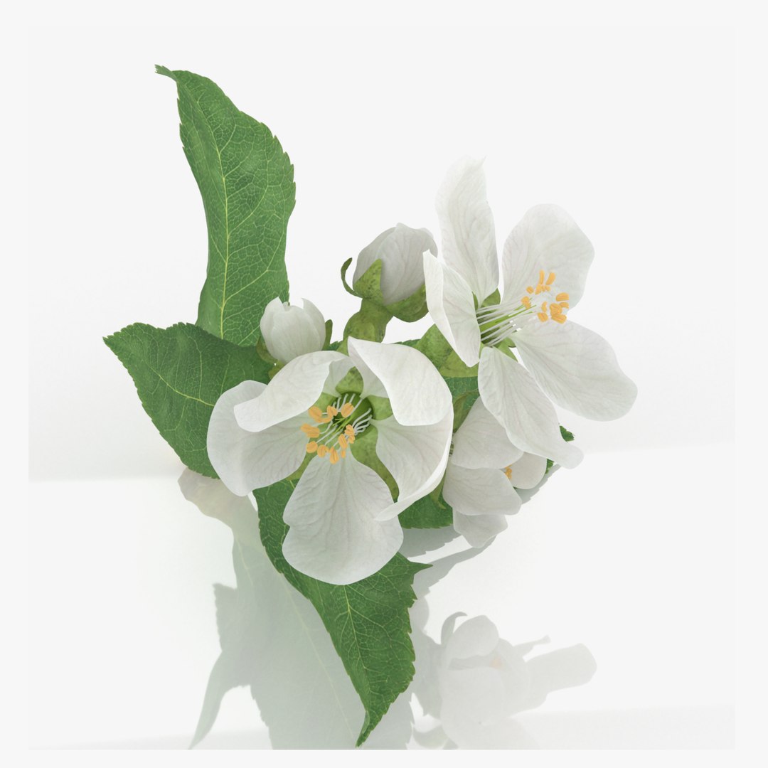 3D Apple Flower - TurboSquid 1401721