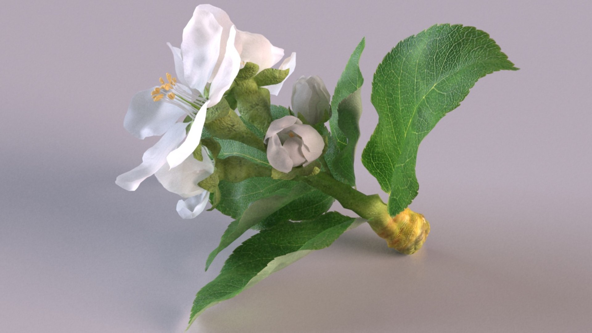 3D Apple Flower - TurboSquid 1401721
