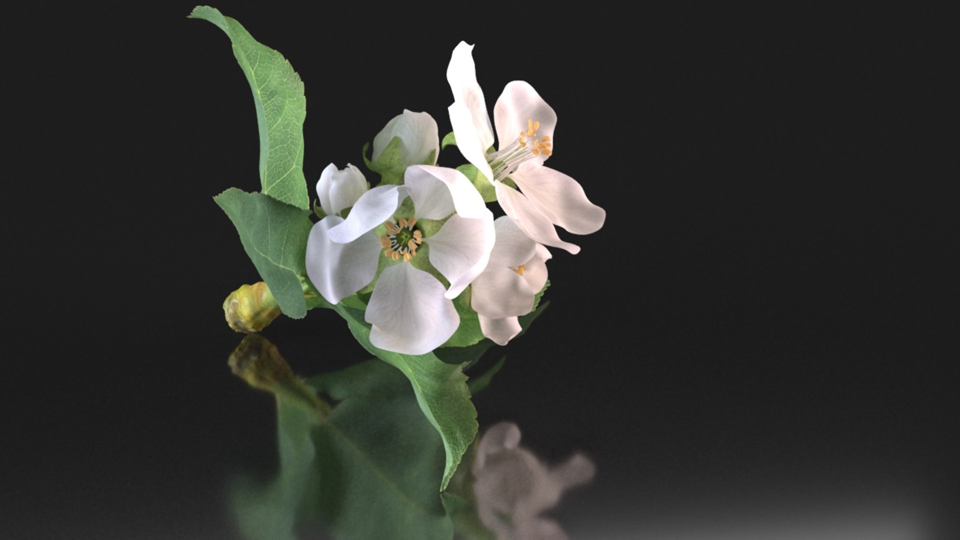 3D Apple Flower - TurboSquid 1401721