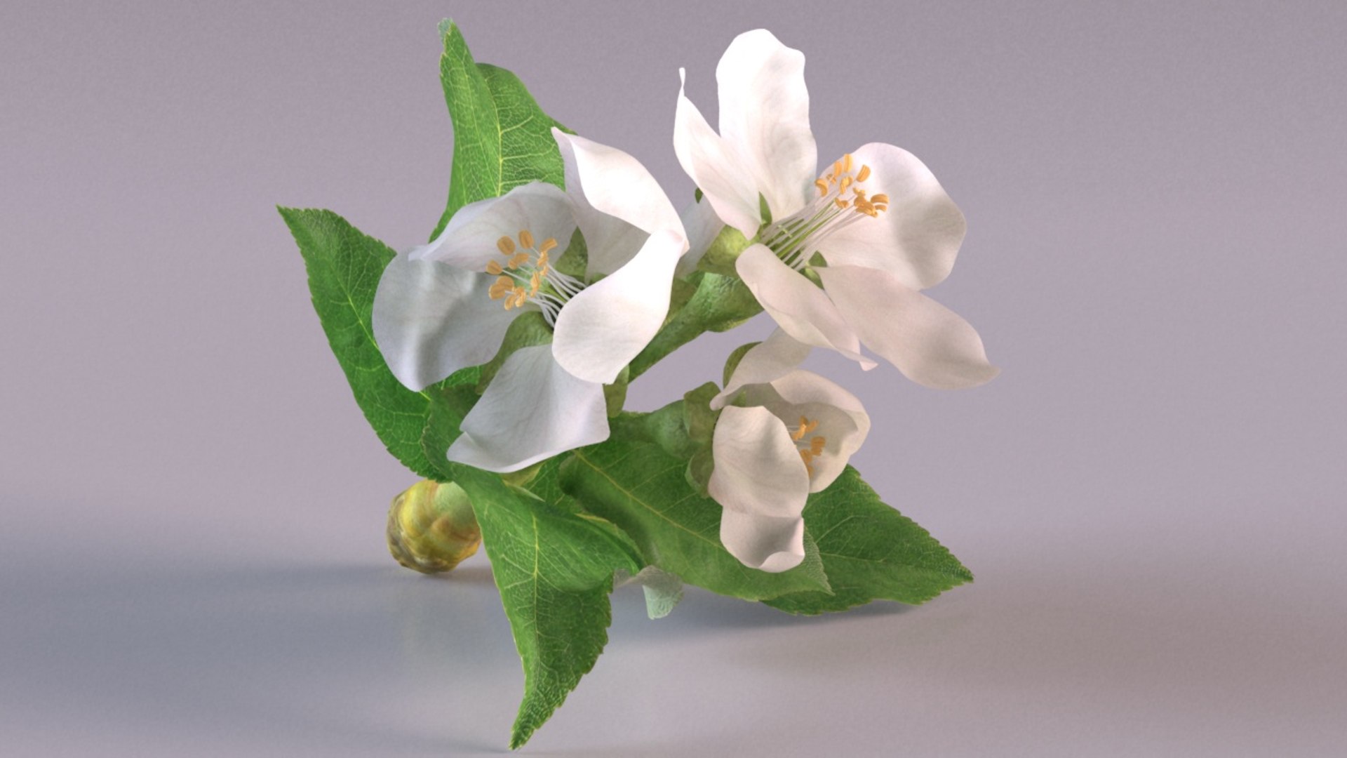 3D Apple Flower - TurboSquid 1401721