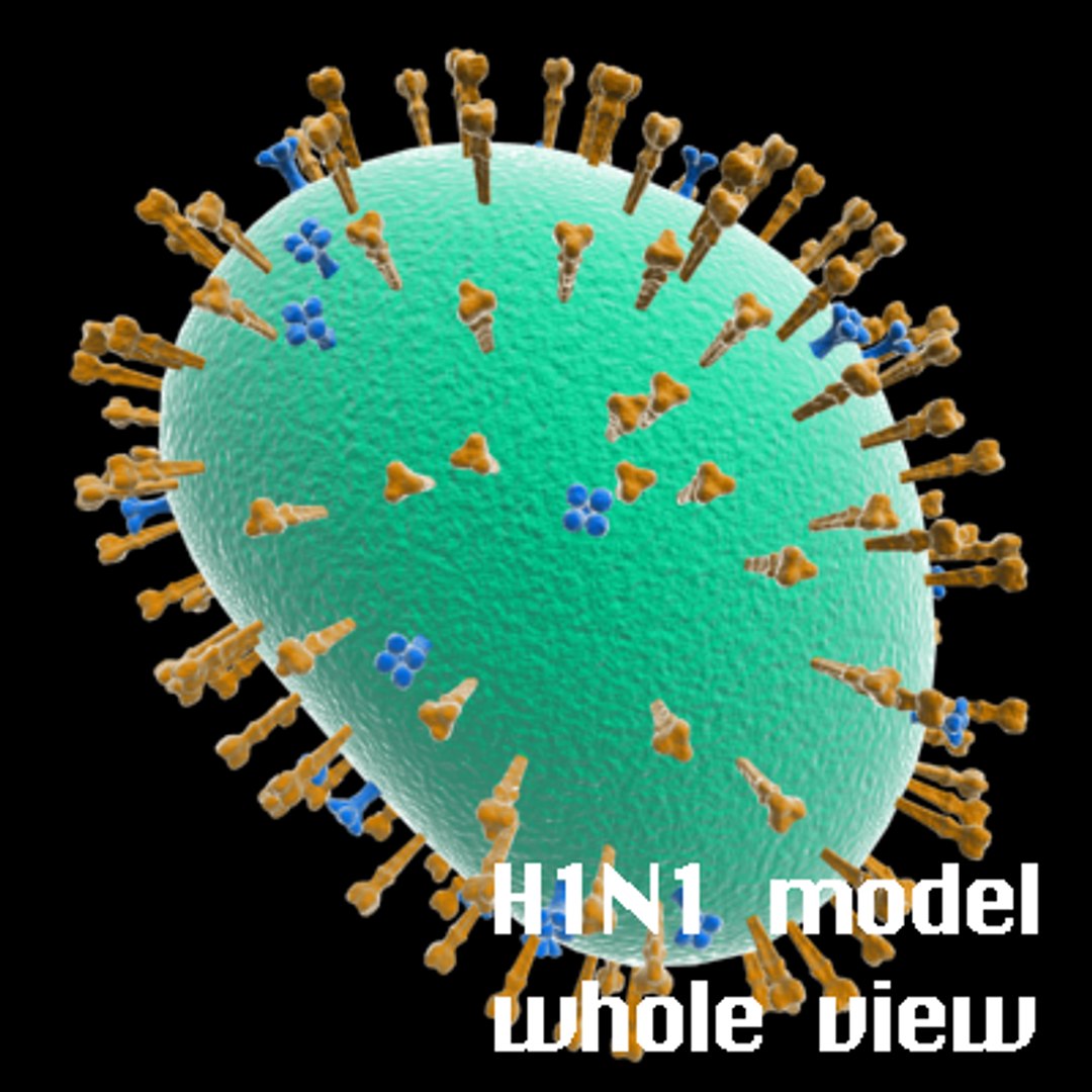 Cutaway H1n1 Flu Virus 3d Model