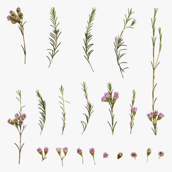 modelo 3d Anydrafts Chamelaucium uncinatum Atlas 15 Texturas ...