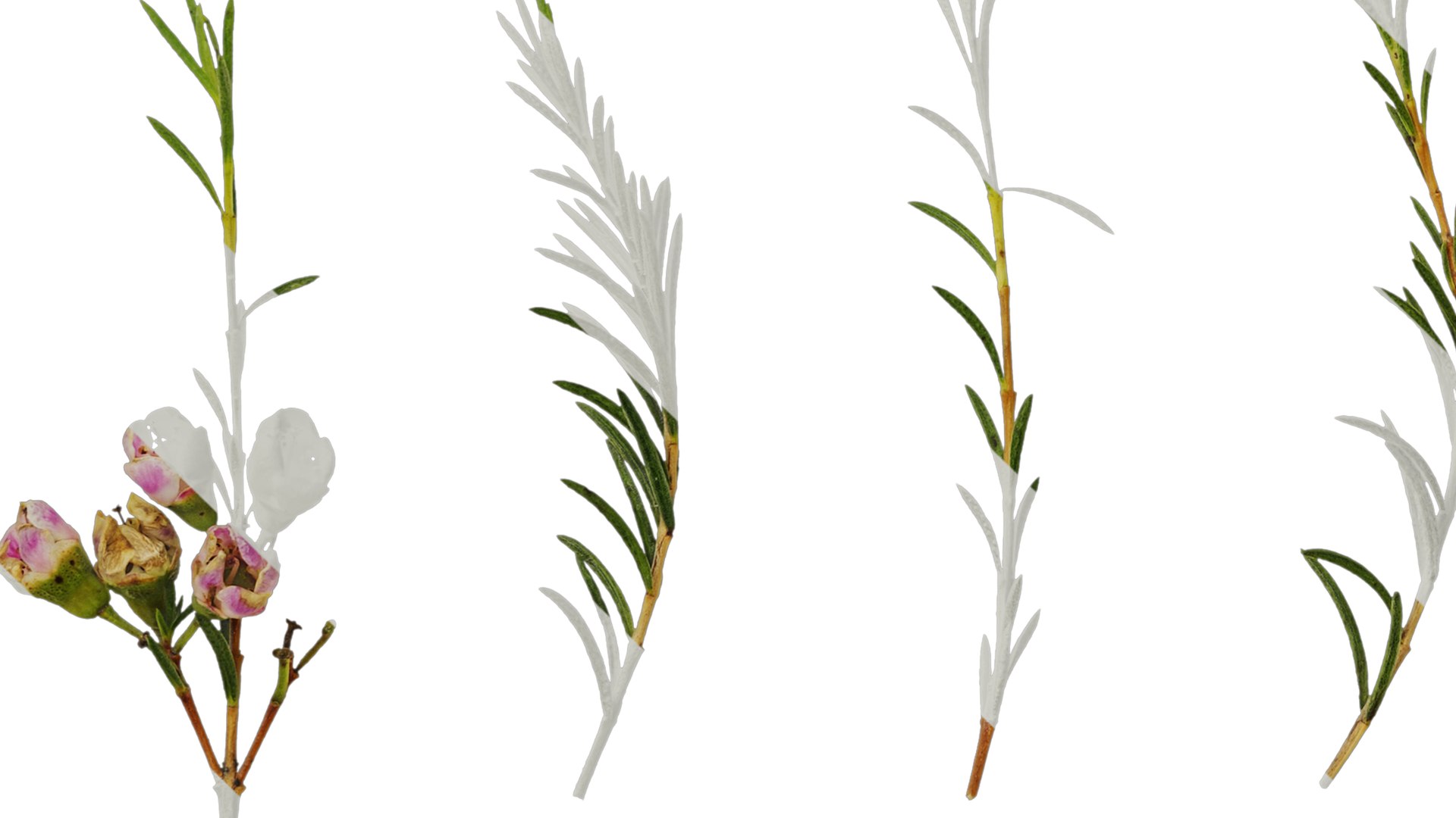 3D Anydrafts Chamelaucium Uncinatum Atlas 15 Textures - TurboSquid 2353434