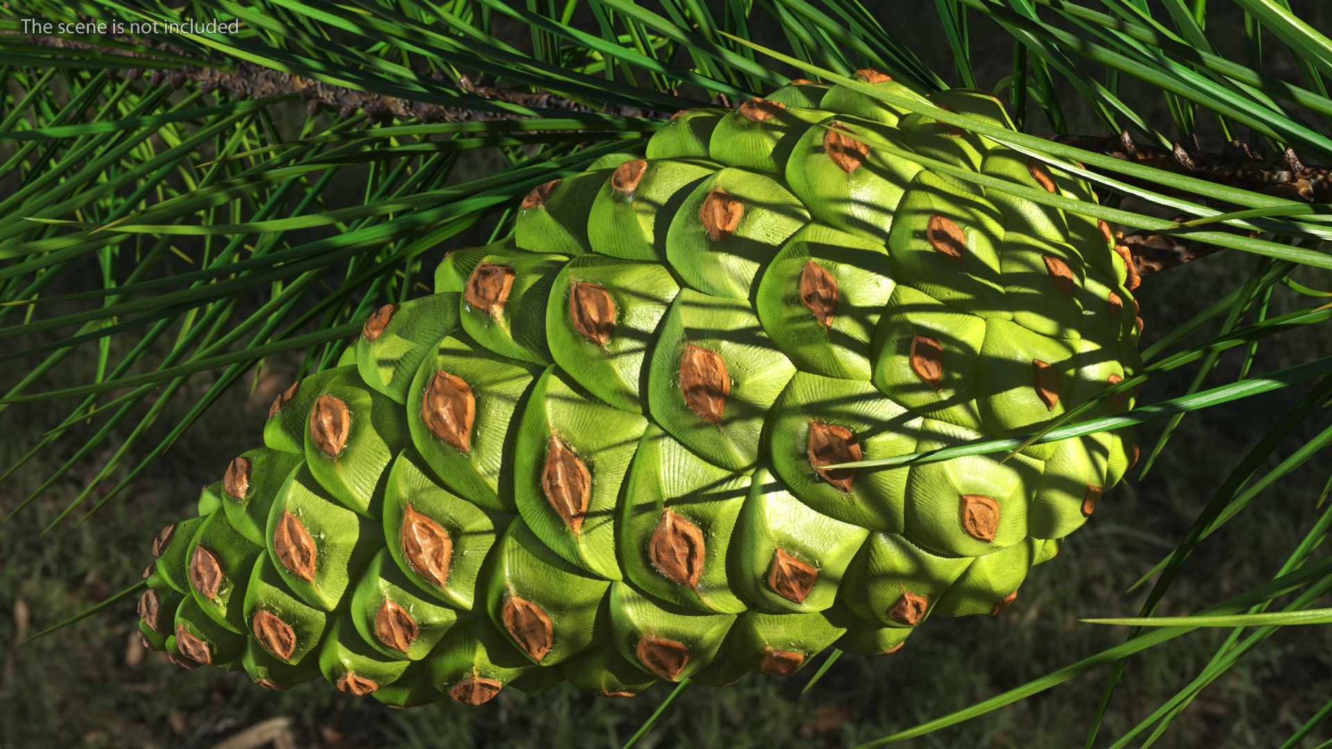 3D Model Green Pine Cone - TurboSquid 2024642