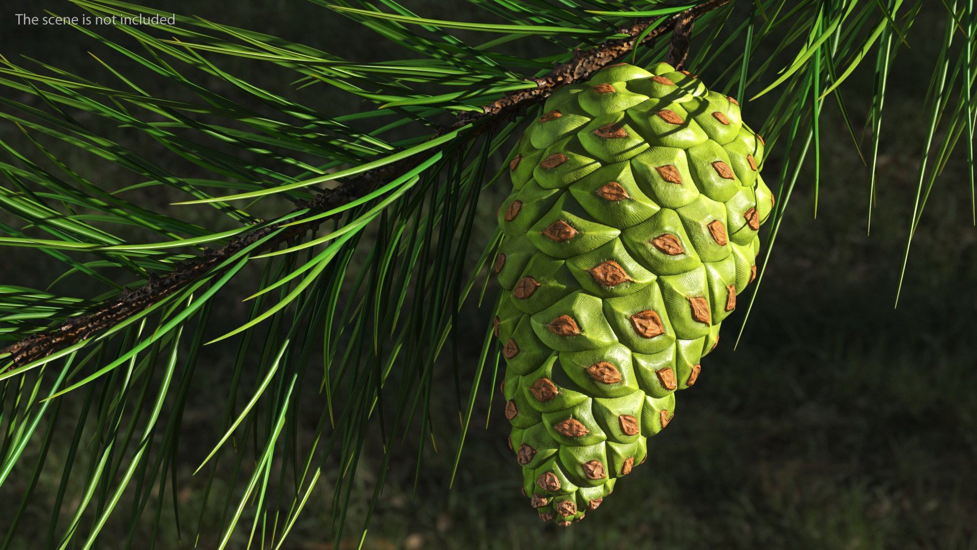 3D Model Green Pine Cone - TurboSquid 2024642
